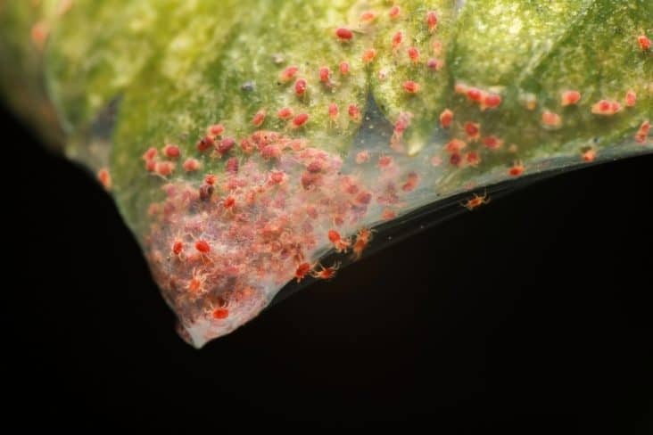 What Plants Repel Spider Mites? | BeatPests