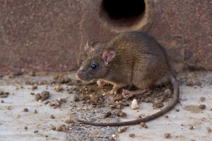 How To Clean Up Rat Droppings in Crawl Space | BeatPests