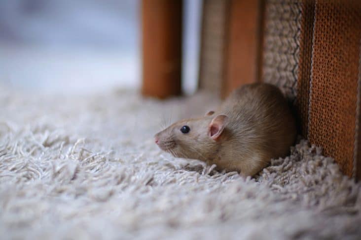 What Are Fleas Like? | BeatPests