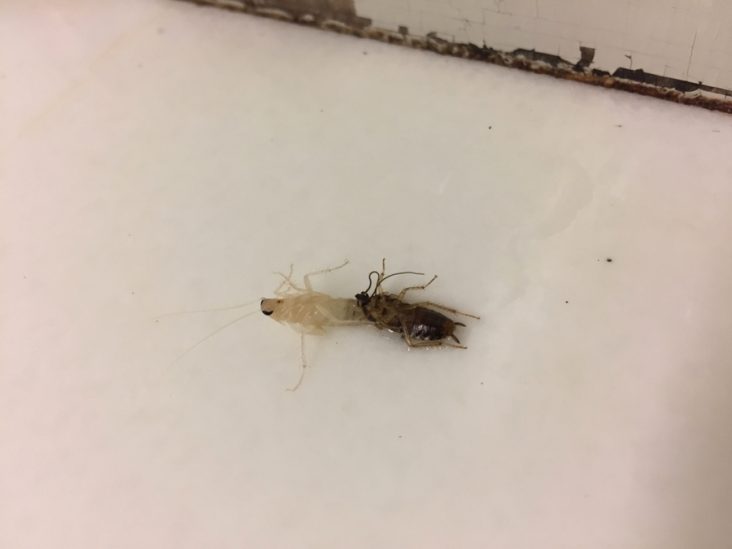 What Is a White Roach? | BeatPests