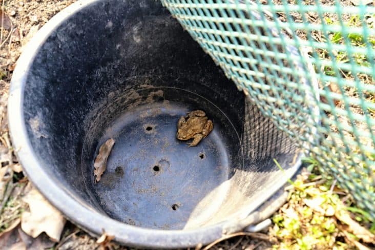 How To Catch a Frog in Your House | BeatPests