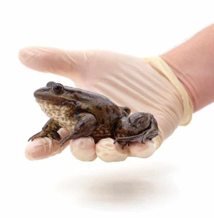How To Catch a Frog in Your House | BeatPests