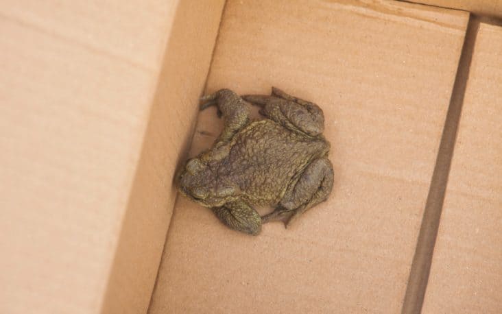 How To Catch a Frog in Your House | BeatPests