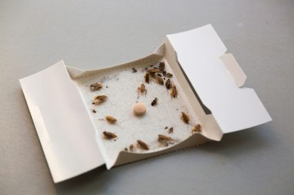 How Do Roach Motels Work? | BeatPests