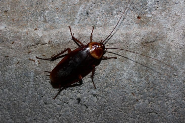 Why Are There Roaches Outside My House? | BeatPests