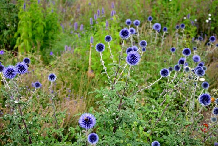 5 Things That Attract Fleas to Your Yard | BeatPests