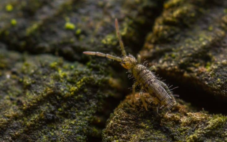 How To Tell the Difference Between Springtails and Fleas | BeatPests