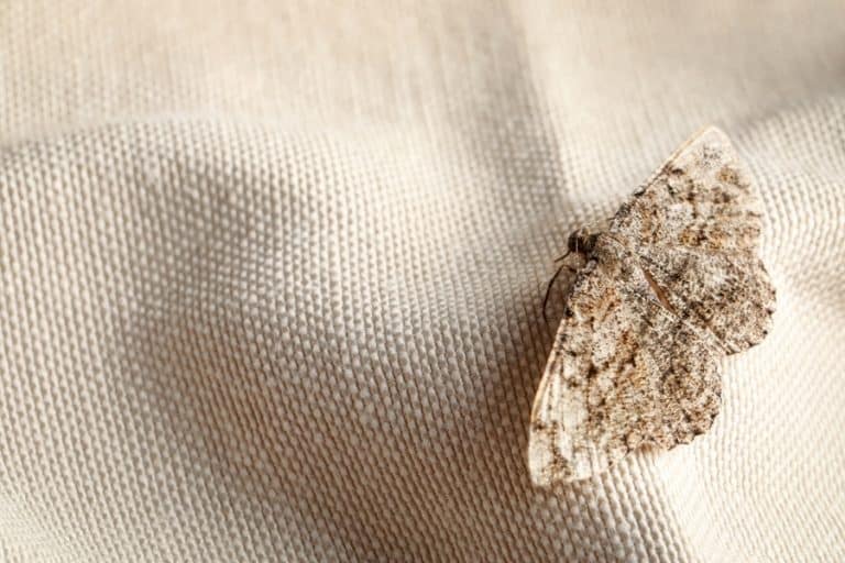 11 Places Moths Go During the Day | BeatPests
