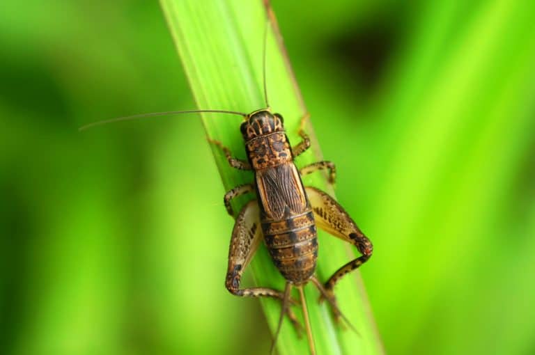7 Essential Oils That Repel Crickets | BeatPests