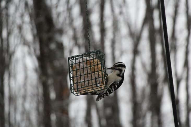 How To Deter Woodpeckers From Cedar Siding | BeatPests