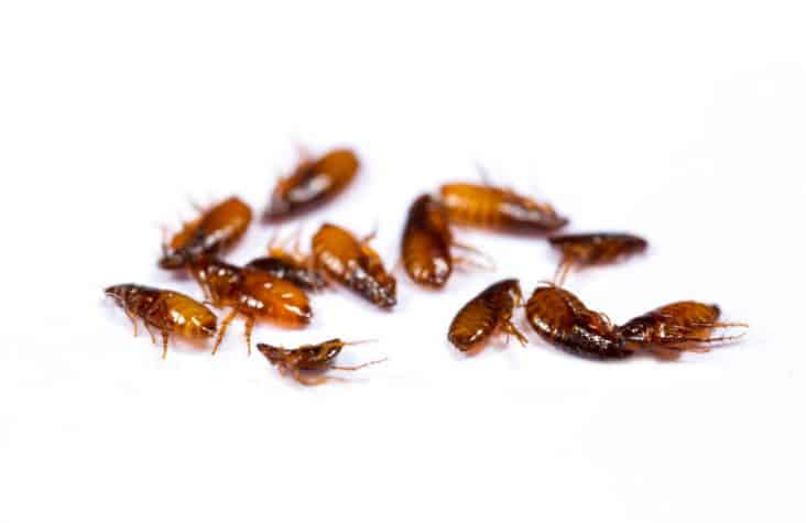 How To Tell if Fleas Are Dying | BeatPests