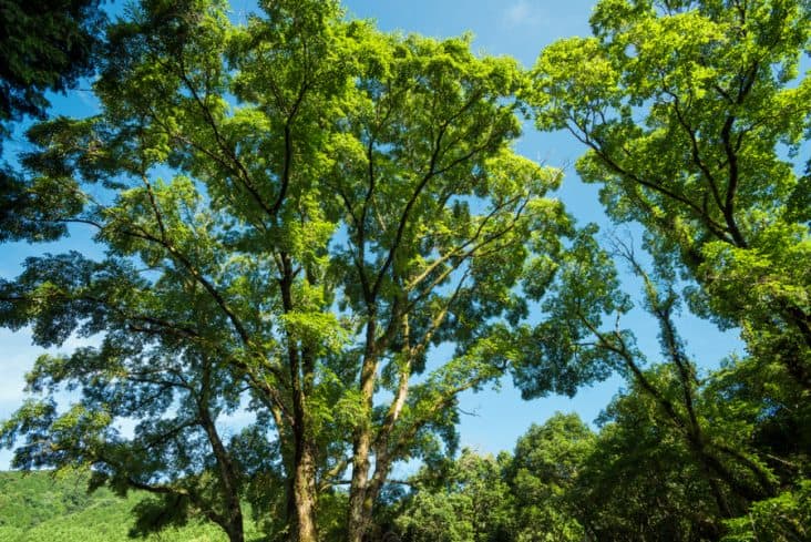 What Kind of Trees Do Roaches Live In? | BeatPests