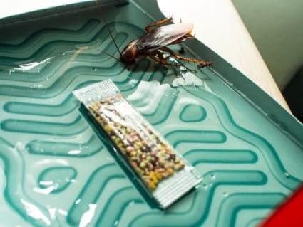 How Do Roach Motels Work? | BeatPests