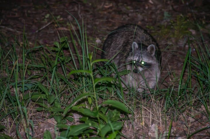 9 Reasons Why Raccoons Come Out at Night | BeatPests