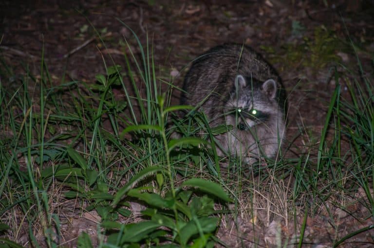 9 Reasons Why Raccoons Come Out at Night | BeatPests