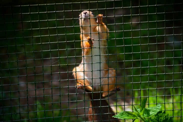 How To Keep Squirrels Away From Solar Panels | BeatPests