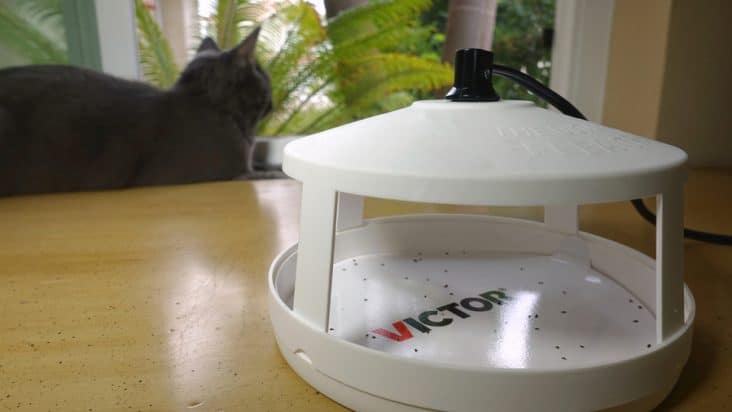 How To Tell if Fleas Are Dying | BeatPests