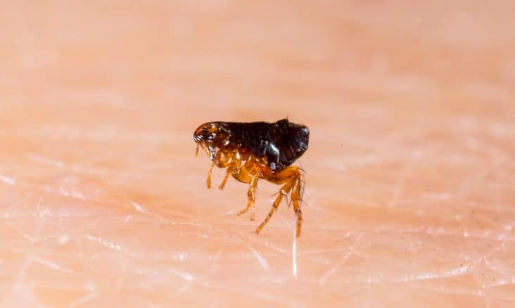 5 Things That Attract Fleas to Your Yard | BeatPests