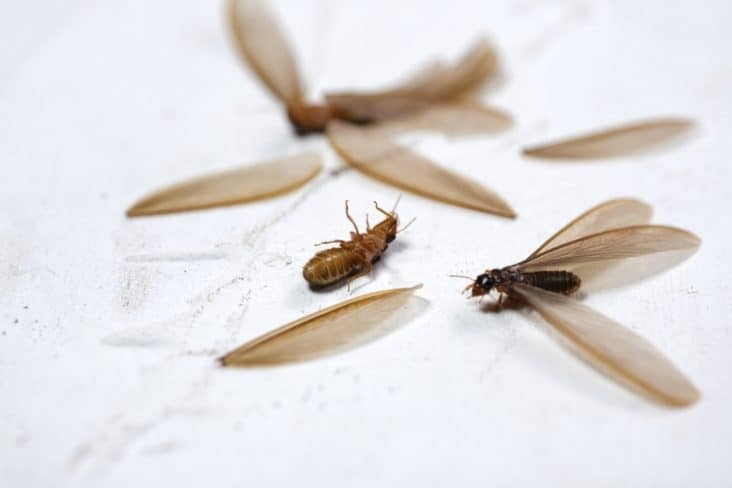 How To Keep Flying Termites Away | BeatPests