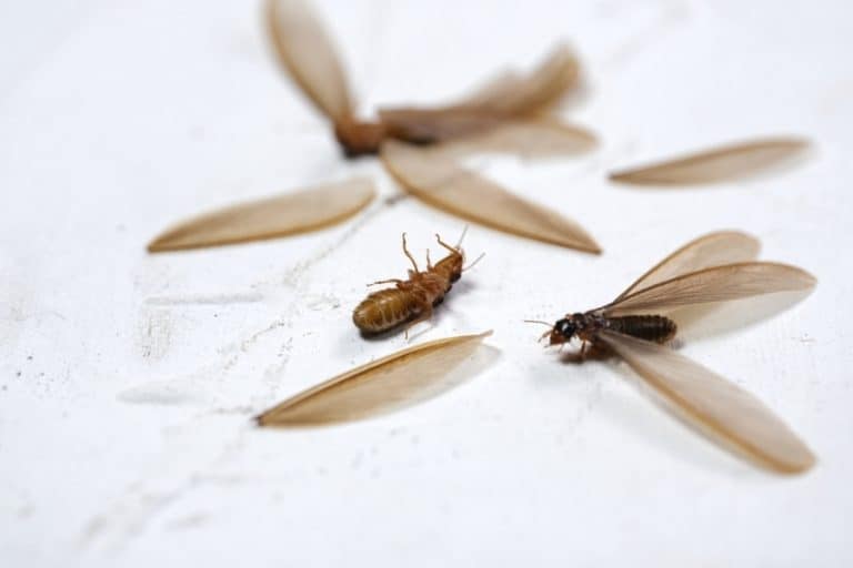 How To Keep Flying Termites Away | BeatPests