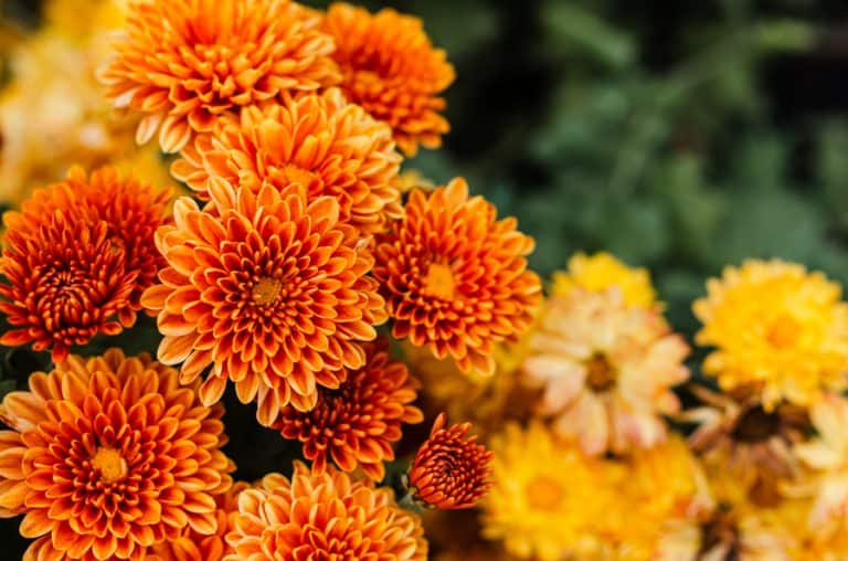 10 Plants That Naturally Repel Rats | BeatPests
