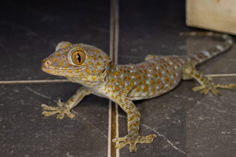 Why Do Lizards Come Out at Night? | BeatPests