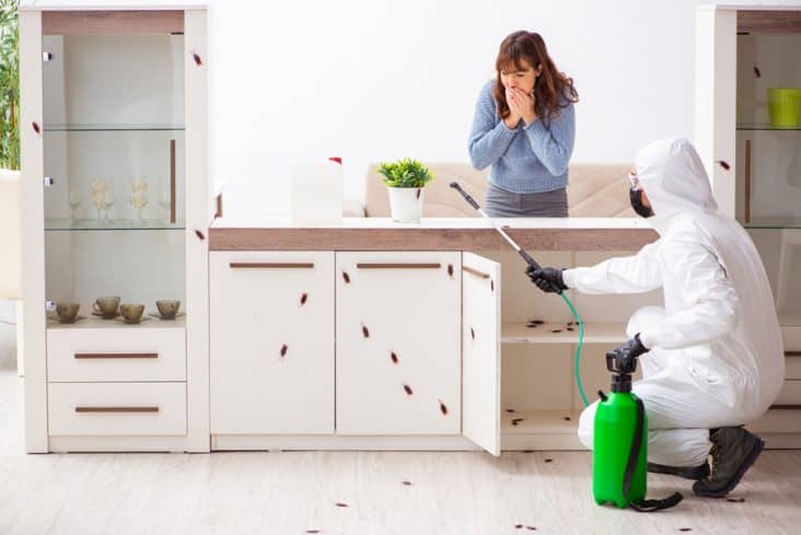 How To Keep Bugs Out of Dresser Drawers | BeatPests