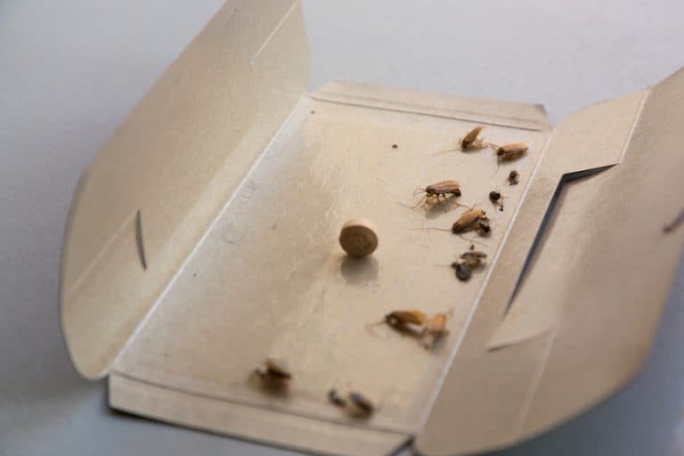 How Do Roach Motels Work? | BeatPests