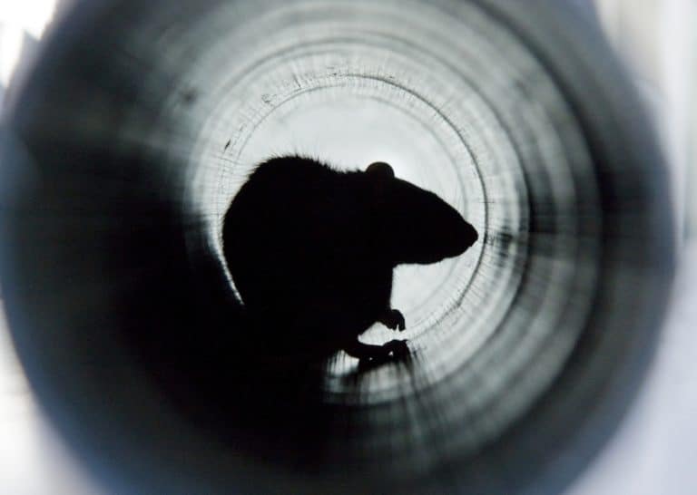 How Do Sewer Rats Get in Your House? | BeatPests