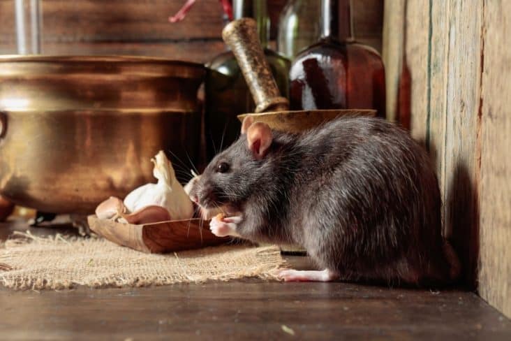 How Do Mice Get in the Attic of a House? | BeatPests