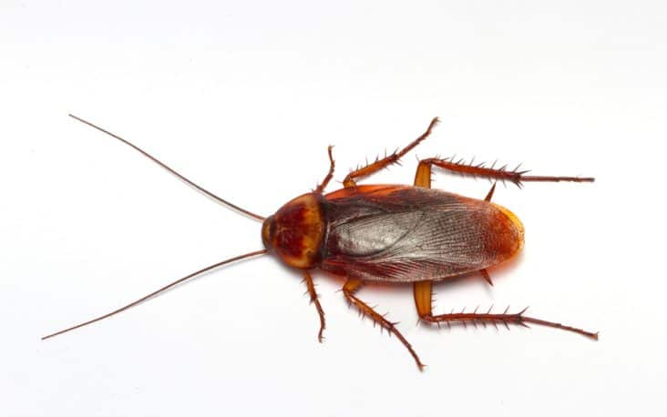 How Long Does It Take For Borax To Kill Roaches Beatpests