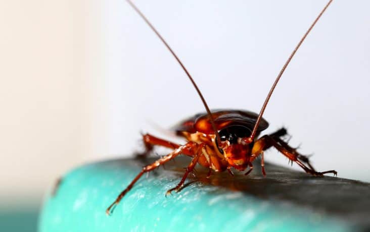 What Color Attracts Roaches? | BeatPests