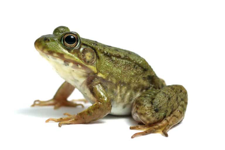 How To Catch a Frog in Your House | BeatPests