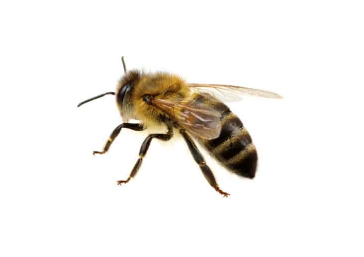 How To Deter Bees From Making a Hive | BeatPests