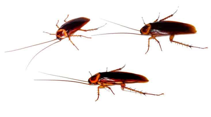How To Get Rid of Roaches in the Bird Cage | BeatPests