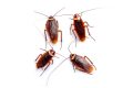 How To Keep Cockroaches Away From Clothes | BeatPests