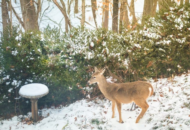 How To Keep Deer Out of Yard in Winter | BeatPests