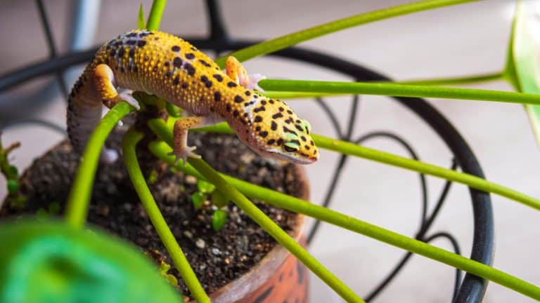 How To Keep Lizards Out of Potted Plants | BeatPests
