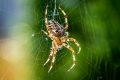How To Keep Spiders Out of Pool Cage | BeatPests