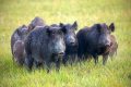 How To Keep Wild Hogs Out of Your Yard | BeatPests
