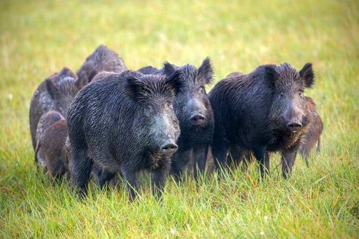 How To Keep Wild Hogs Out of Your Yard | BeatPests