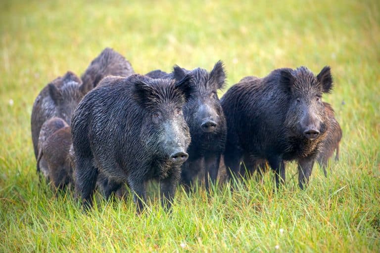 How To Keep Wild Hogs Out of Your Yard | BeatPests