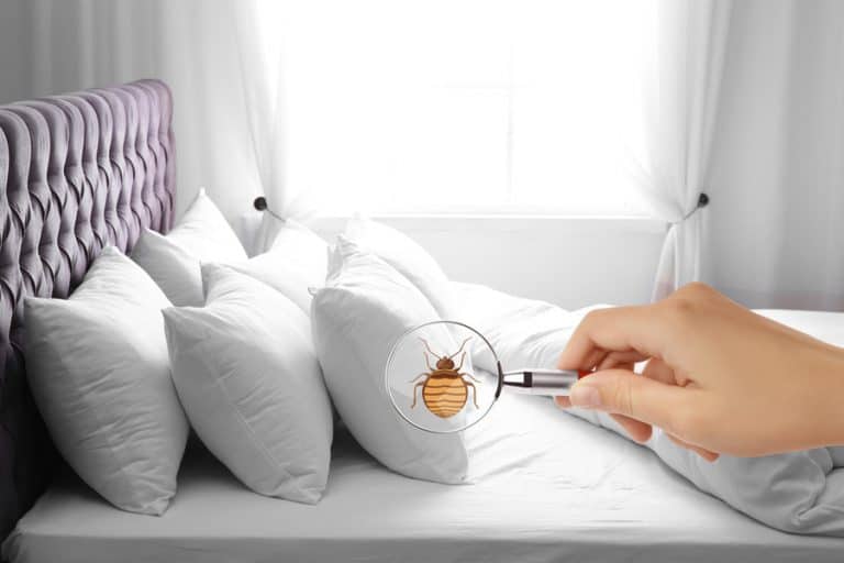 What To Do After Exterminator Sprays for Bed Bugs | BeatPests