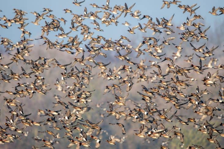 5 Noises That Birds Hate | BeatPests