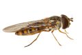 How To Repel Corn Flies | BeatPests