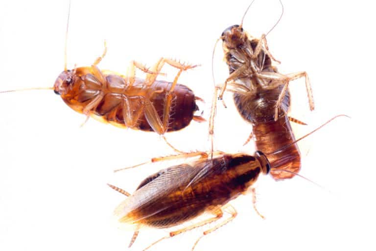 5 Most Effective Powders To Kill Roaches | BeatPests