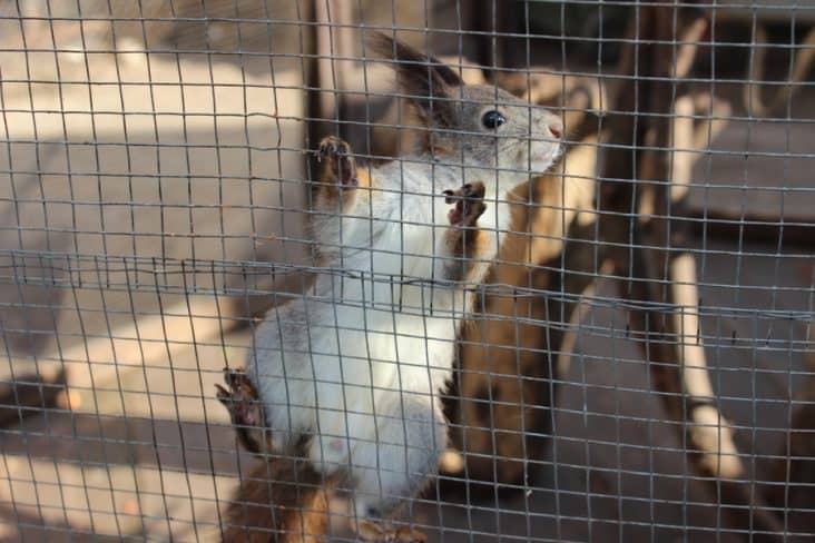 How To Keep Squirrels Away From Solar Panels | BeatPests
