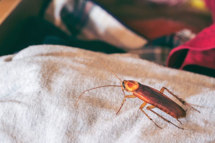 How To Keep Bugs Out of Stored Clothes | BeatPests