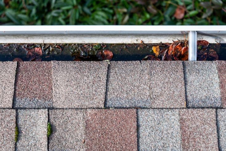 How To Keep Mosquitoes Out of Gutters | BeatPests
