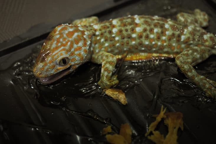 Why Do Lizards Come Out at Night? | BeatPests